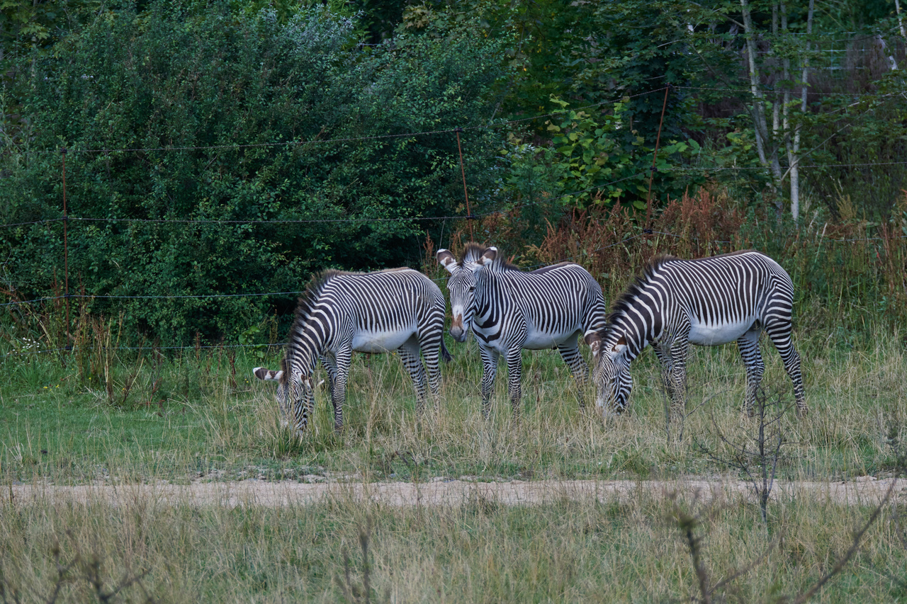 Le PAL Savana RESERVE - Lyon Tourist Office